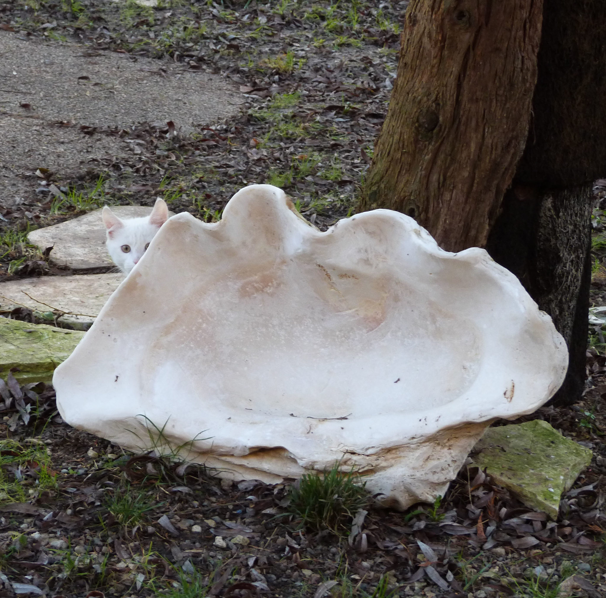 Bénitiers Géants | Artrybtique - Vente d'Art Océanien